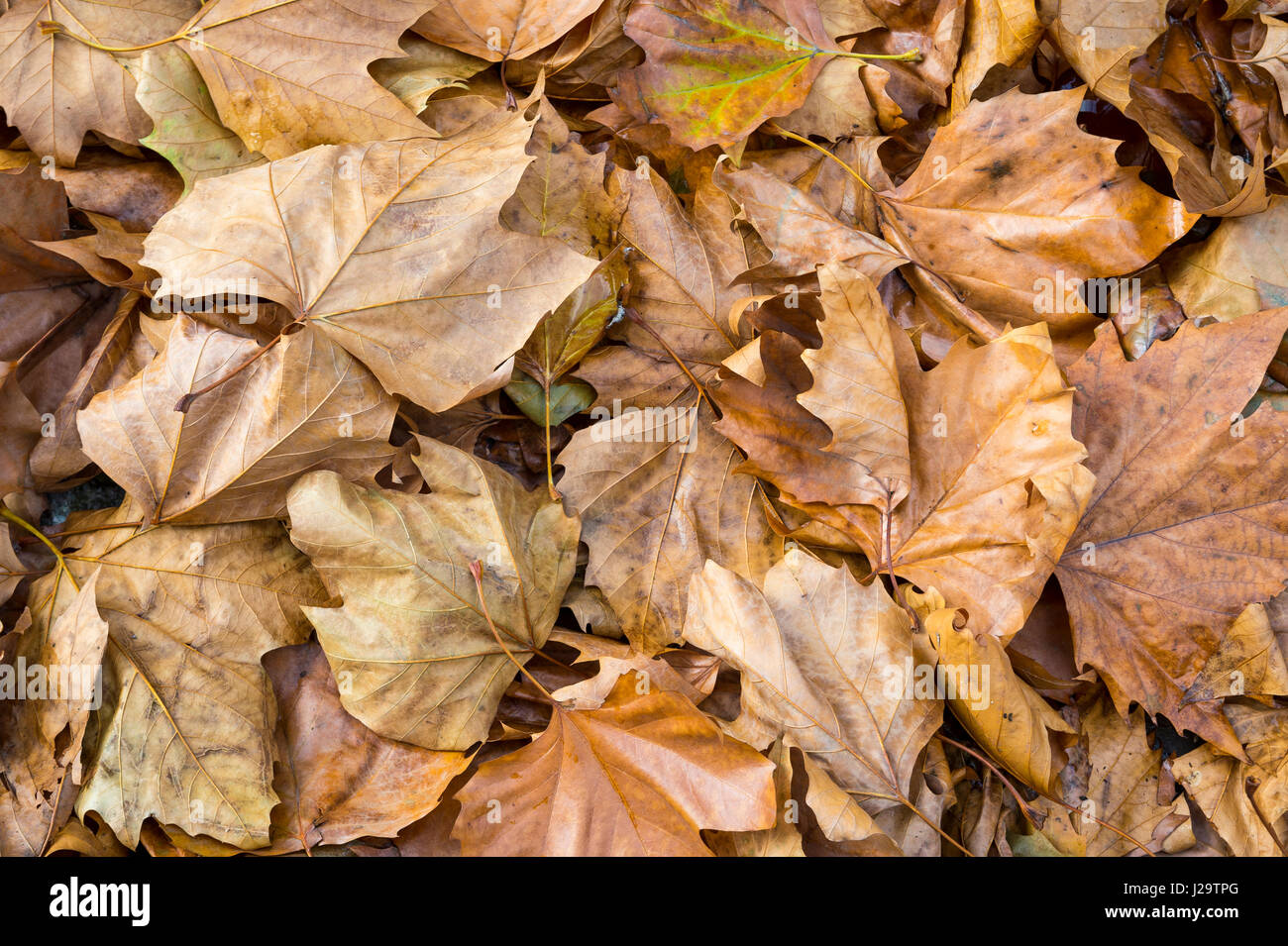 Crispy brown autumn leaves full frame background Stock Photo - Alamy
