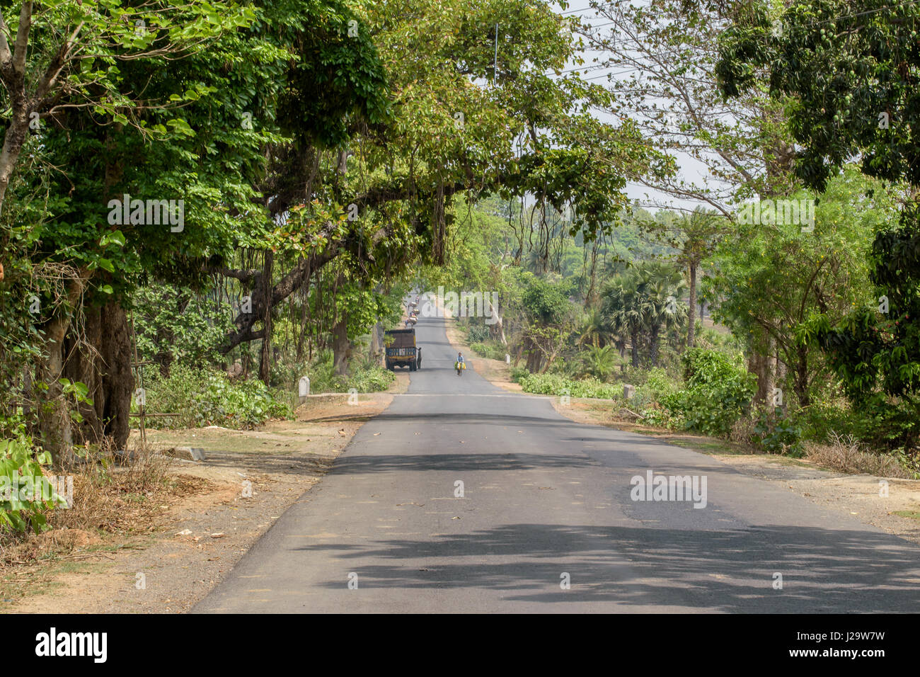 Green tall trees along the highway hi-res stock photography and images ...