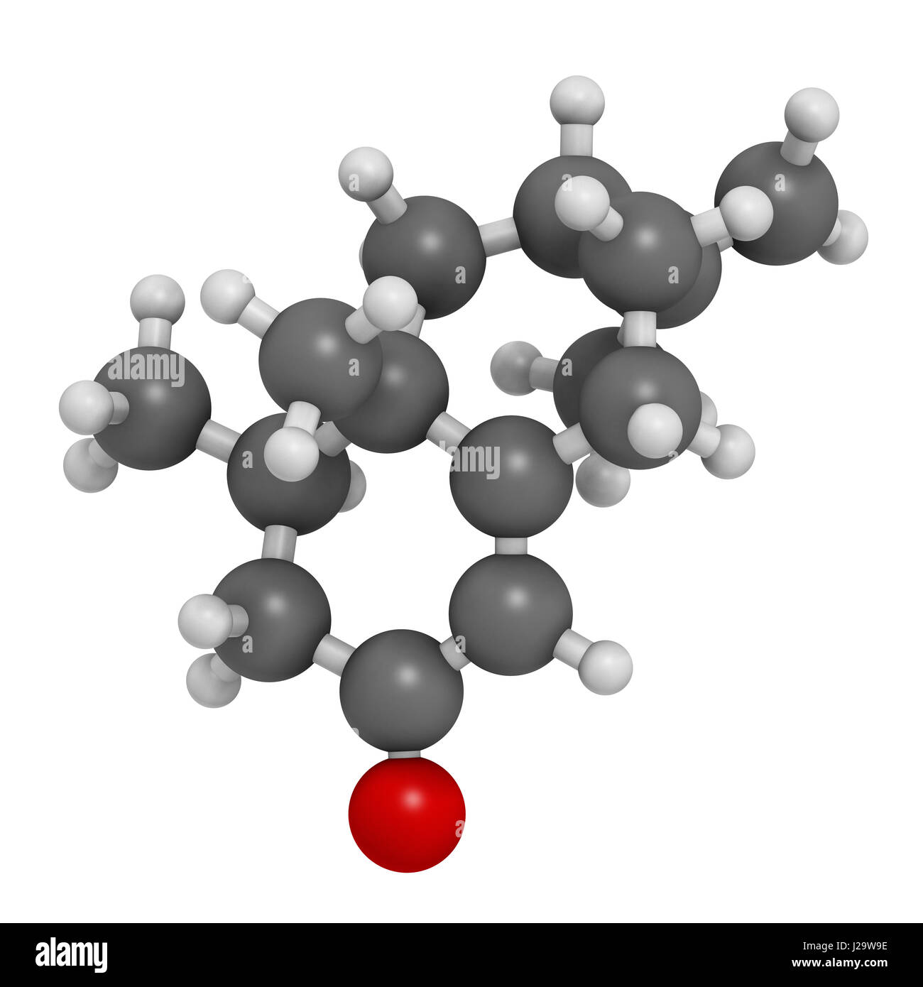 Nootkaton hi-res stock photography and images - Alamy