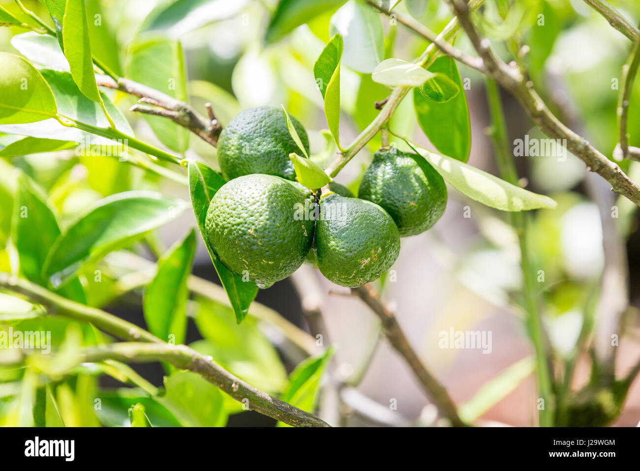 Trees with green mandarin in Martinique. Tropical fruit Stock Photo - Alamy