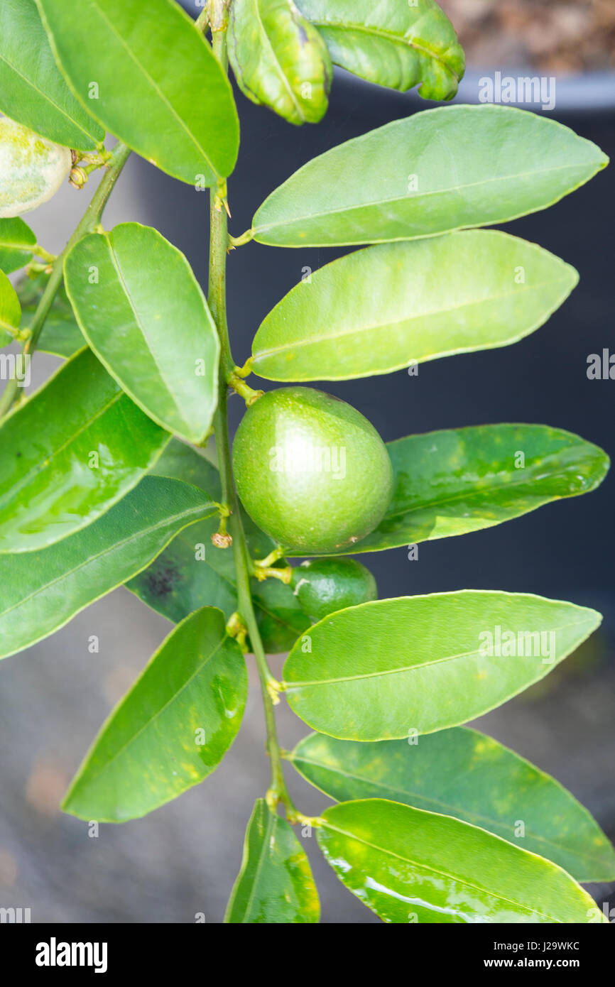 Trees with green mandarin in Martinique. Tropical fruit Stock Photo - Alamy