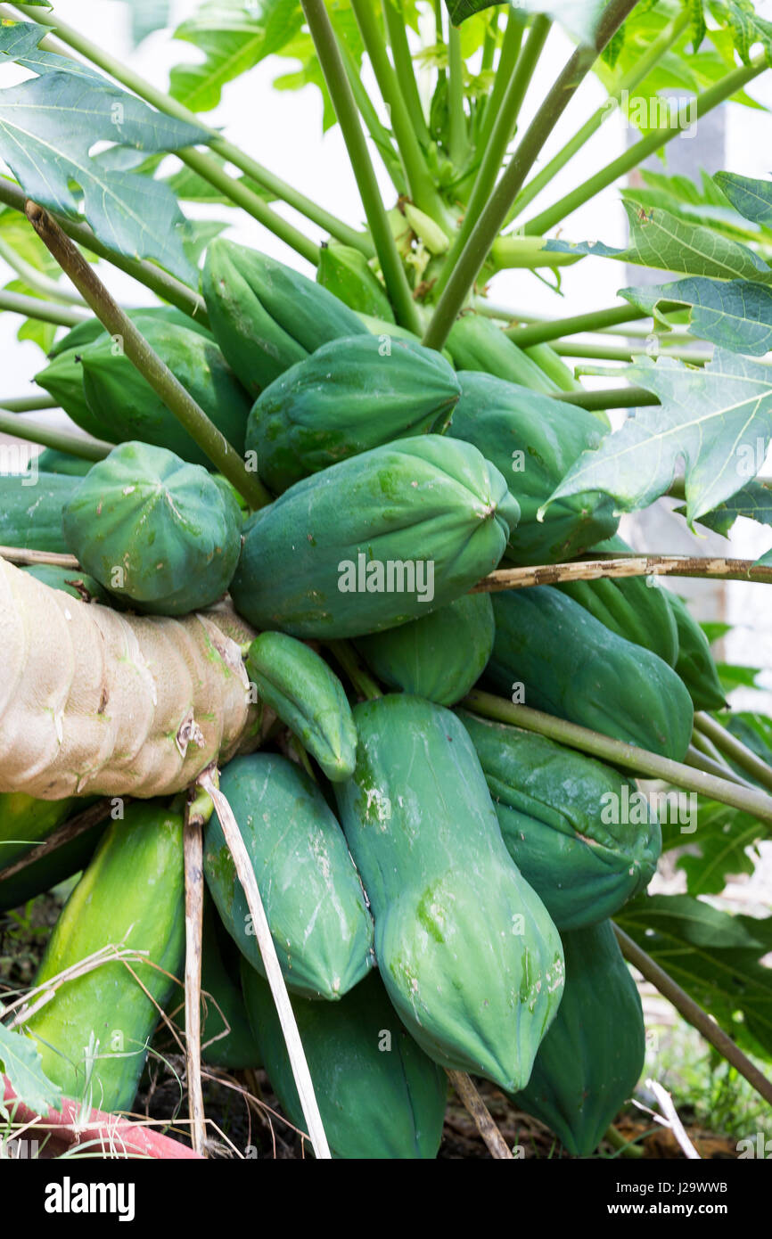 Twisted papaya tree trunk disease Martinique Tropical fruits Stock ...