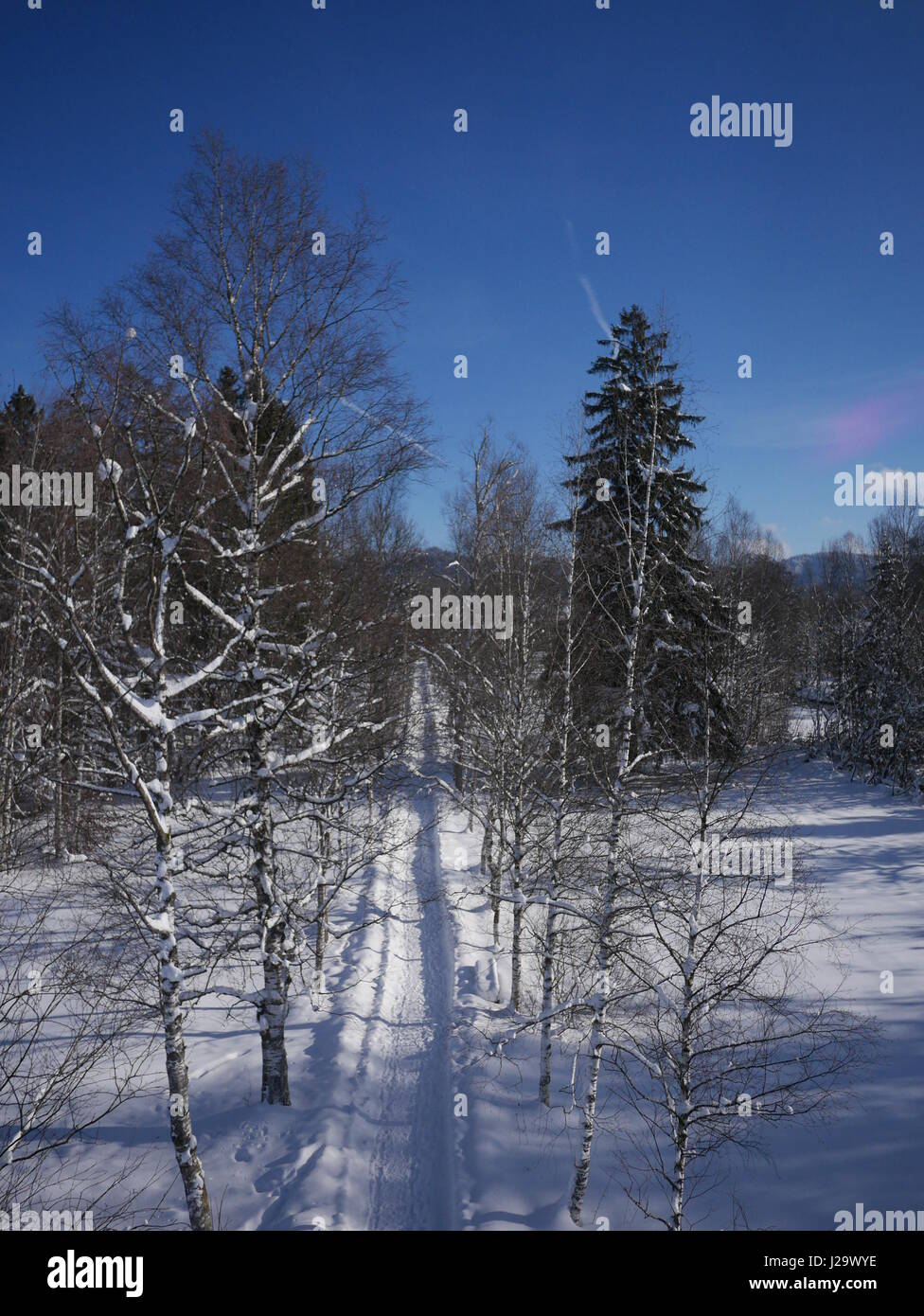 Covered winter frost forest path hi-res stock photography and images ...