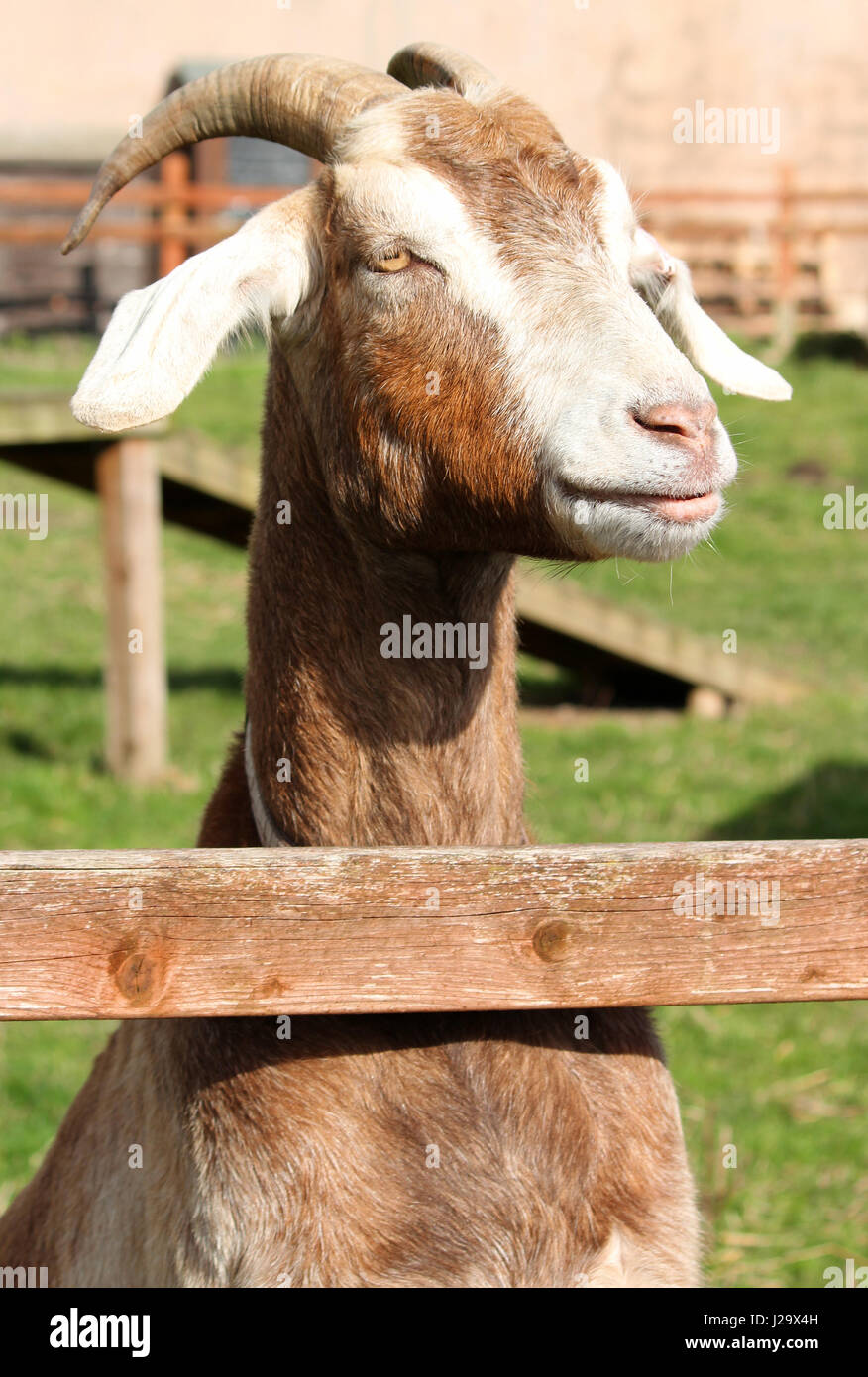 Goat staring at me hi-res stock photography and images - Alamy