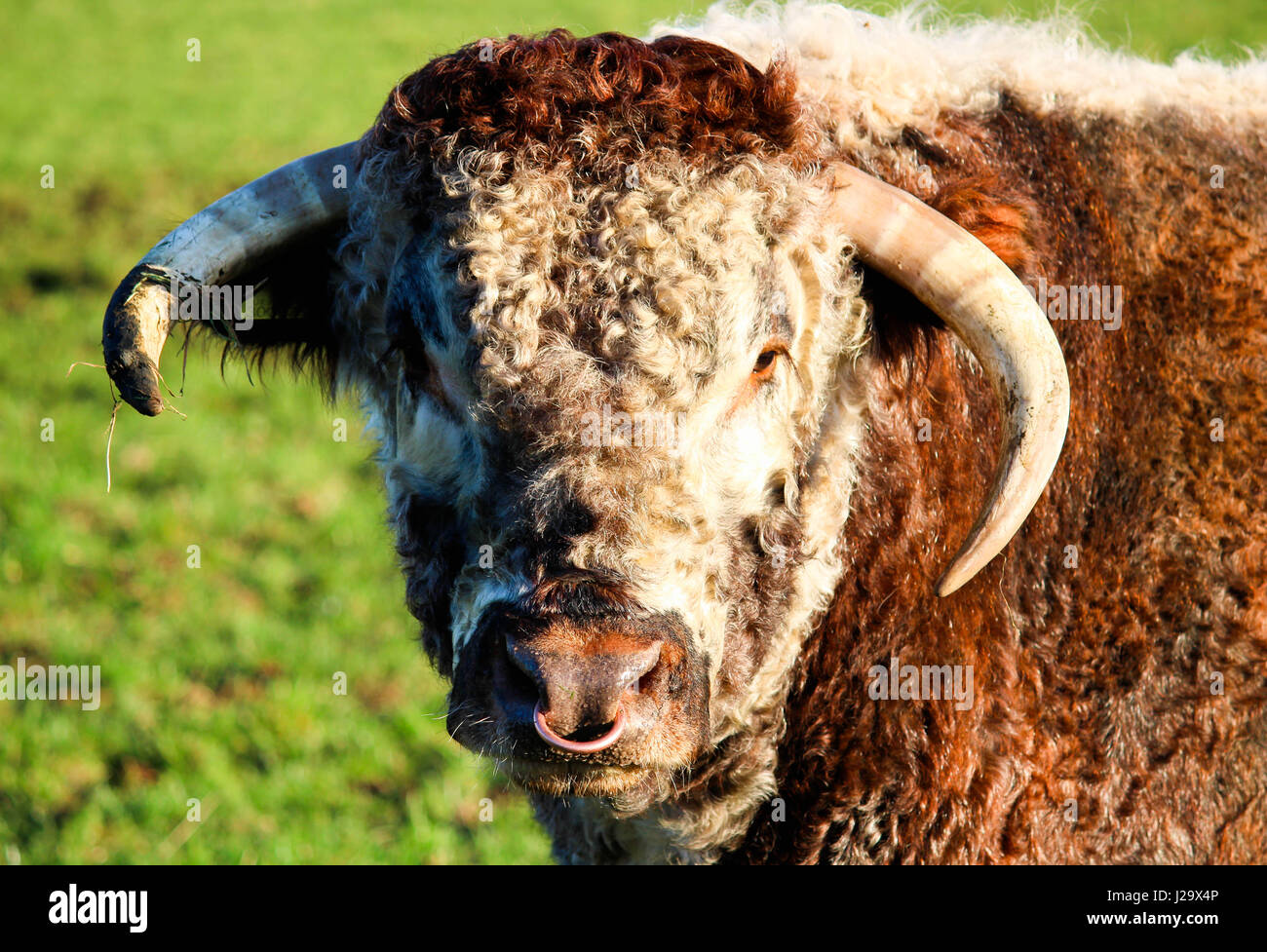 Close up ring nose bull hi-res stock photography and images - Alamy