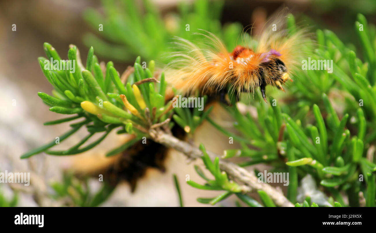 cape lappet moth Caterpillar Stock Photo - Alamy