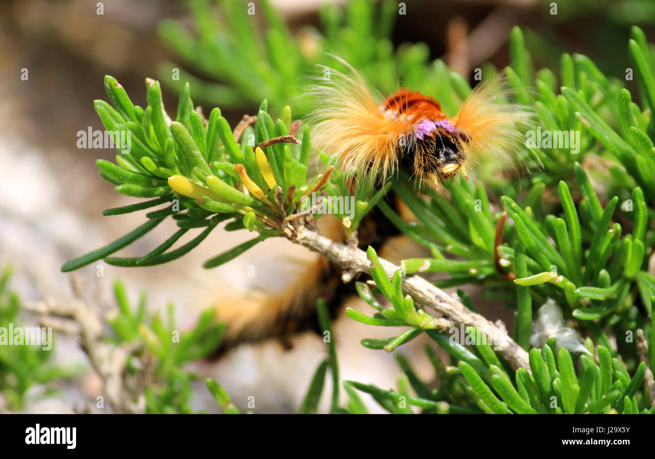 Black fluffy furry caterpillar hi-res stock photography and images - Alamy