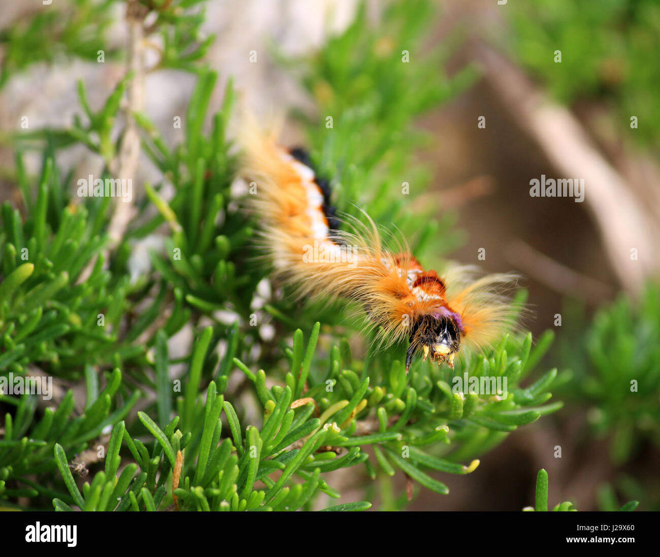 cape lappet moth Caterpillar Stock Photo - Alamy