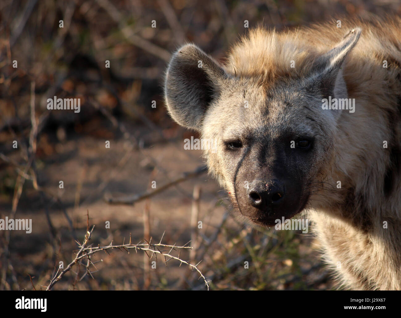 Hyena looking directly into the camera Stock Photo - Alamy
