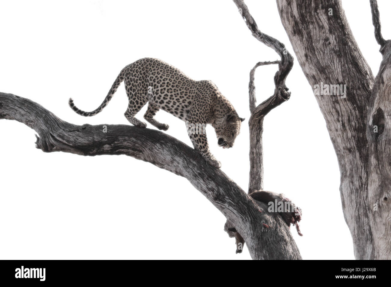 Leopard in tree with kill Stock Photo - Alamy