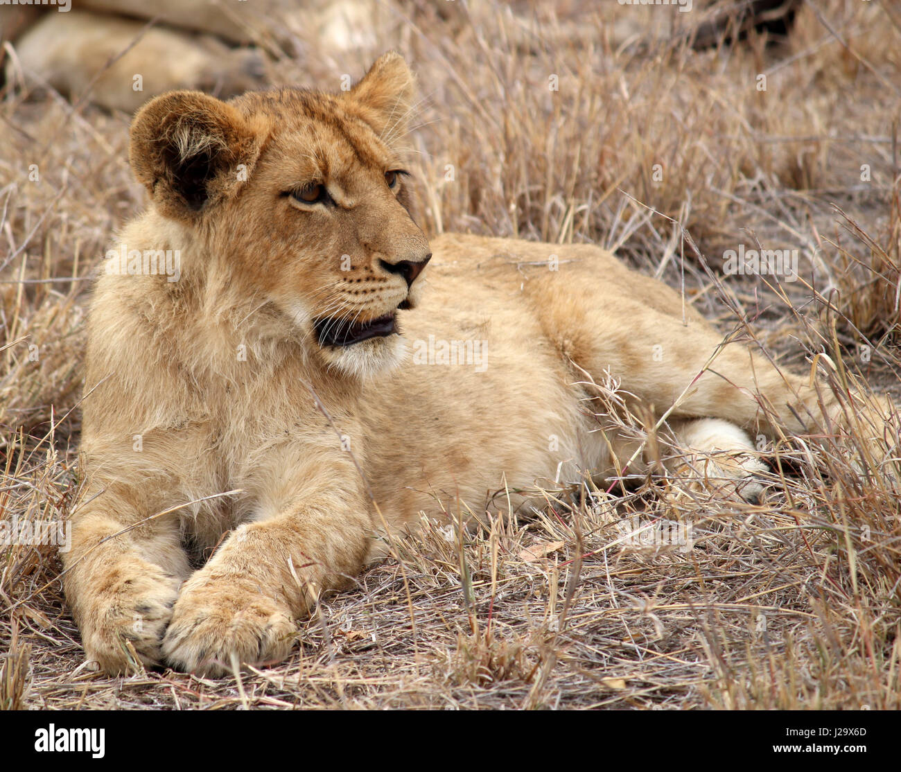 Stunning wild lion cub resting in the bush Stock Photo - Alamy