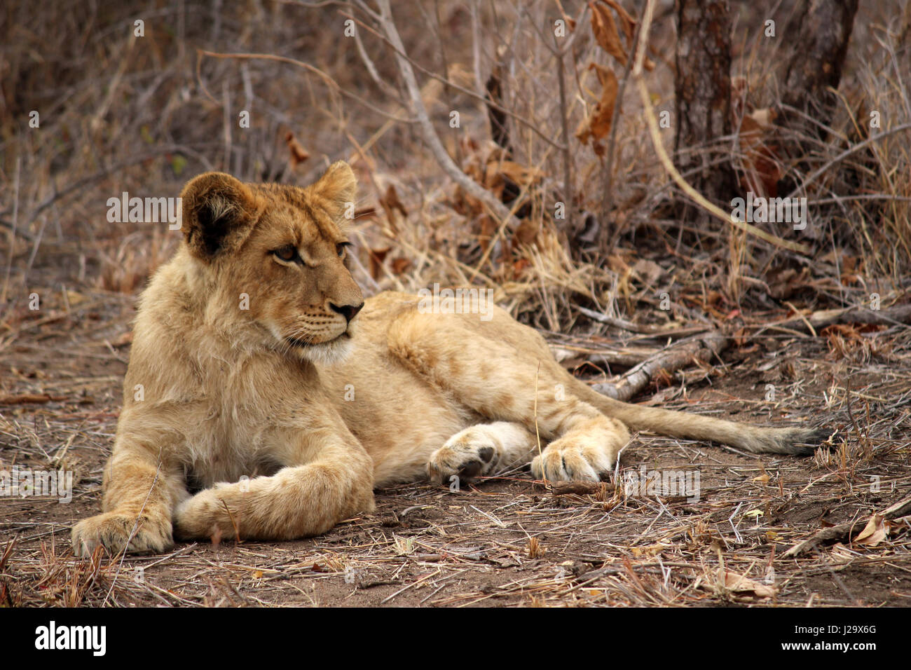 Stunning wild lion cub resting in the bush Stock Photo - Alamy