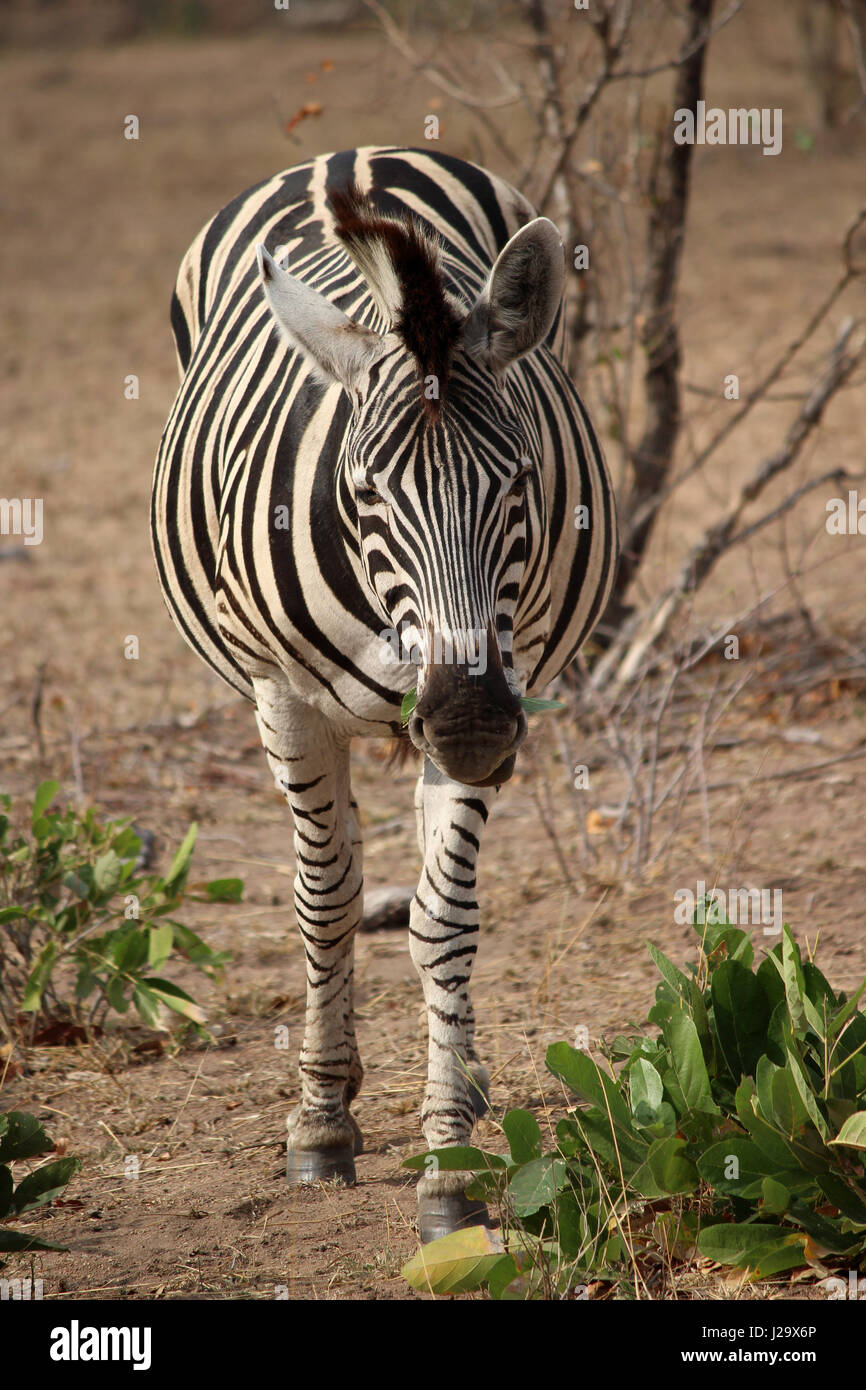 Zebra in nature hi-res stock photography and images - Alamy