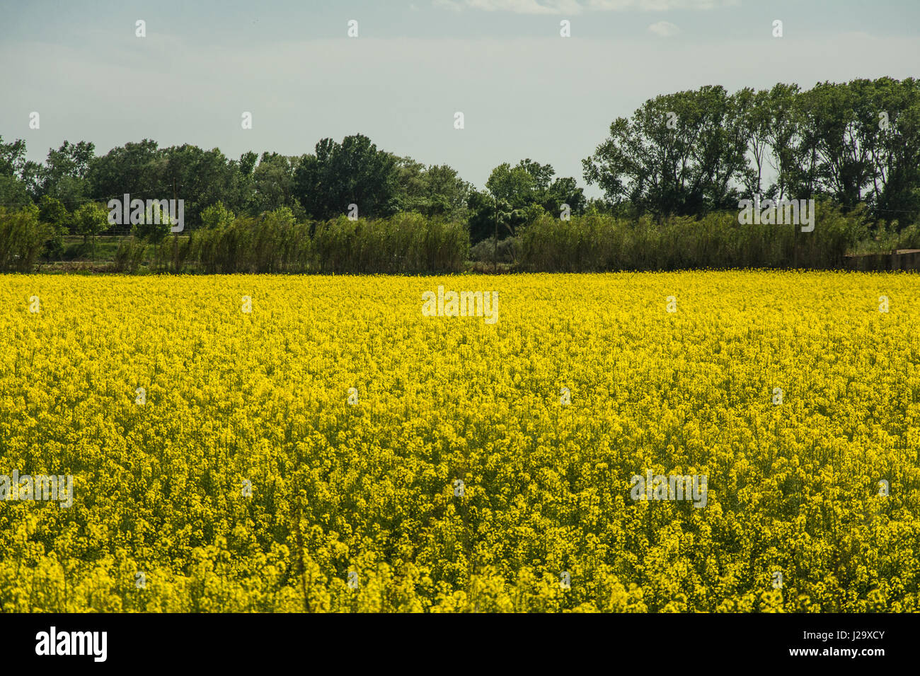 Field of blooming Canola in Empuriabrava, Catalonia Stock Photo - Alamy