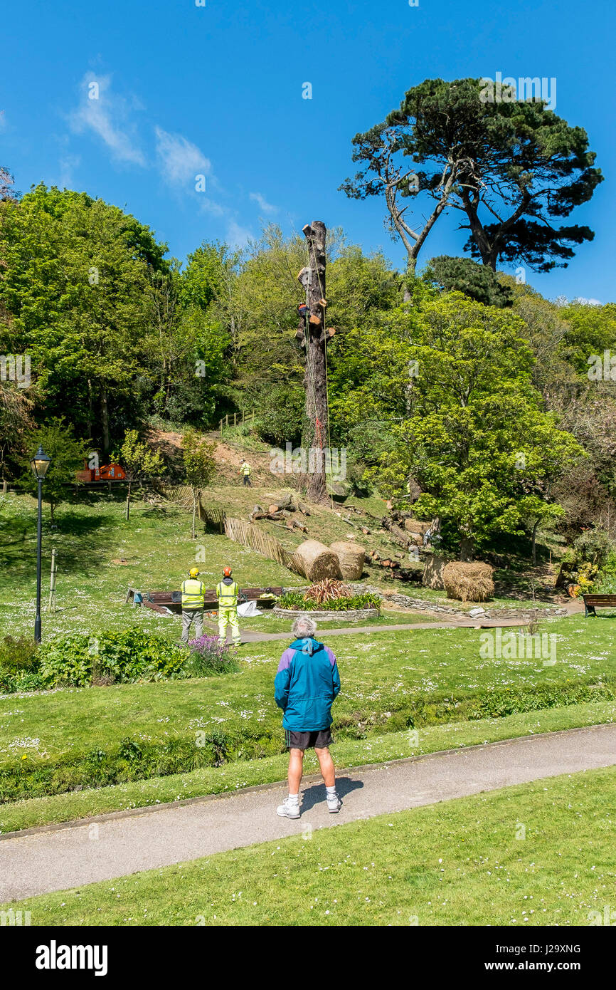 People Watching Spectators Tree surgeon Arboriculture Team Tree trunk ...