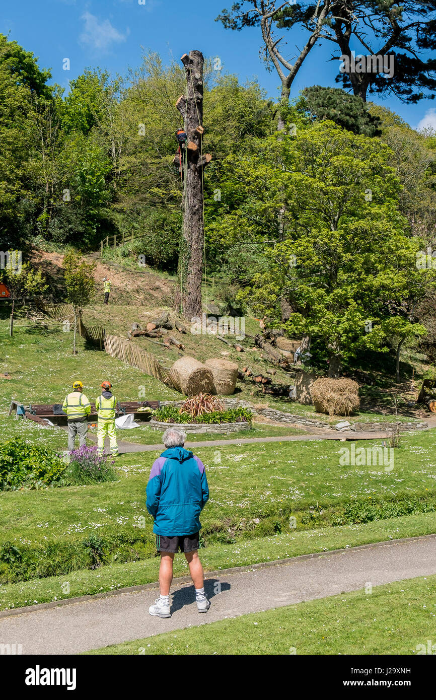 People Watching Spectators Tree surgeon Arboriculture Team Tree trunk ...