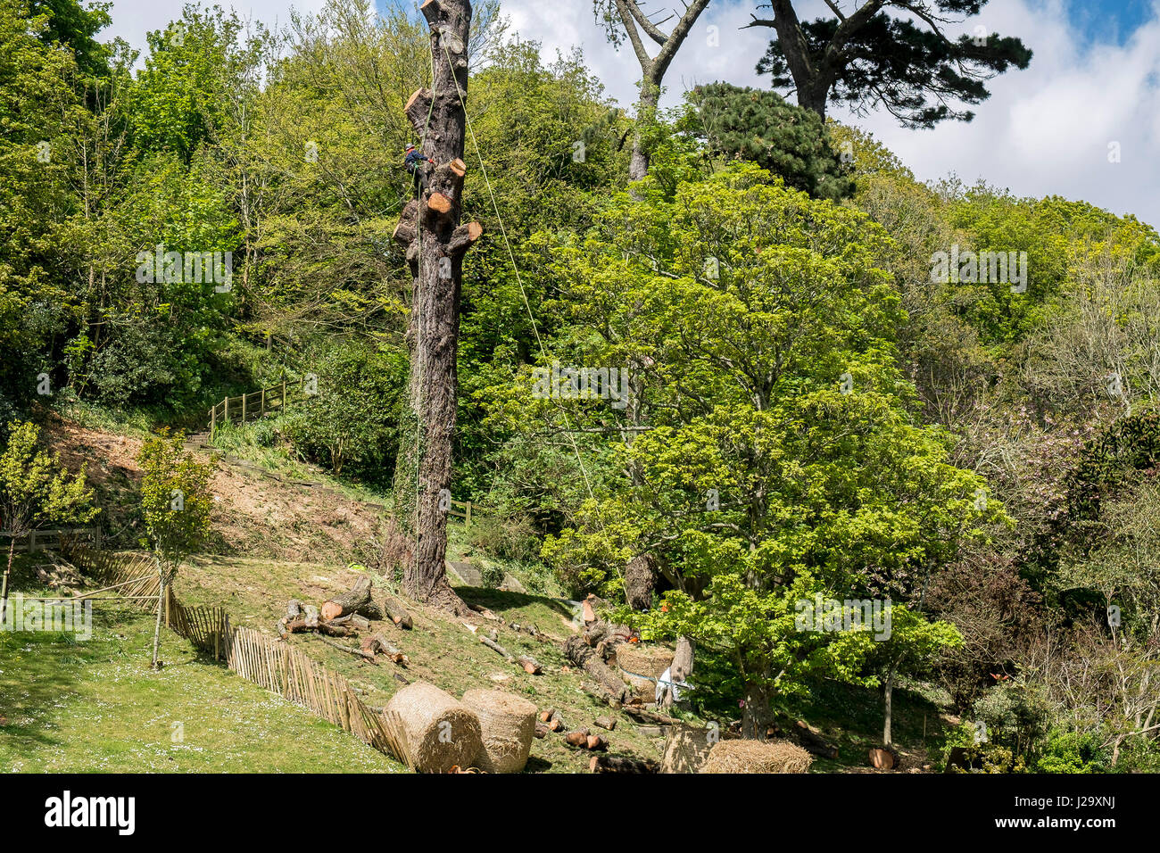Tree surgeon Arboriculture Arborist Tree trunk Male Safety Working at ...