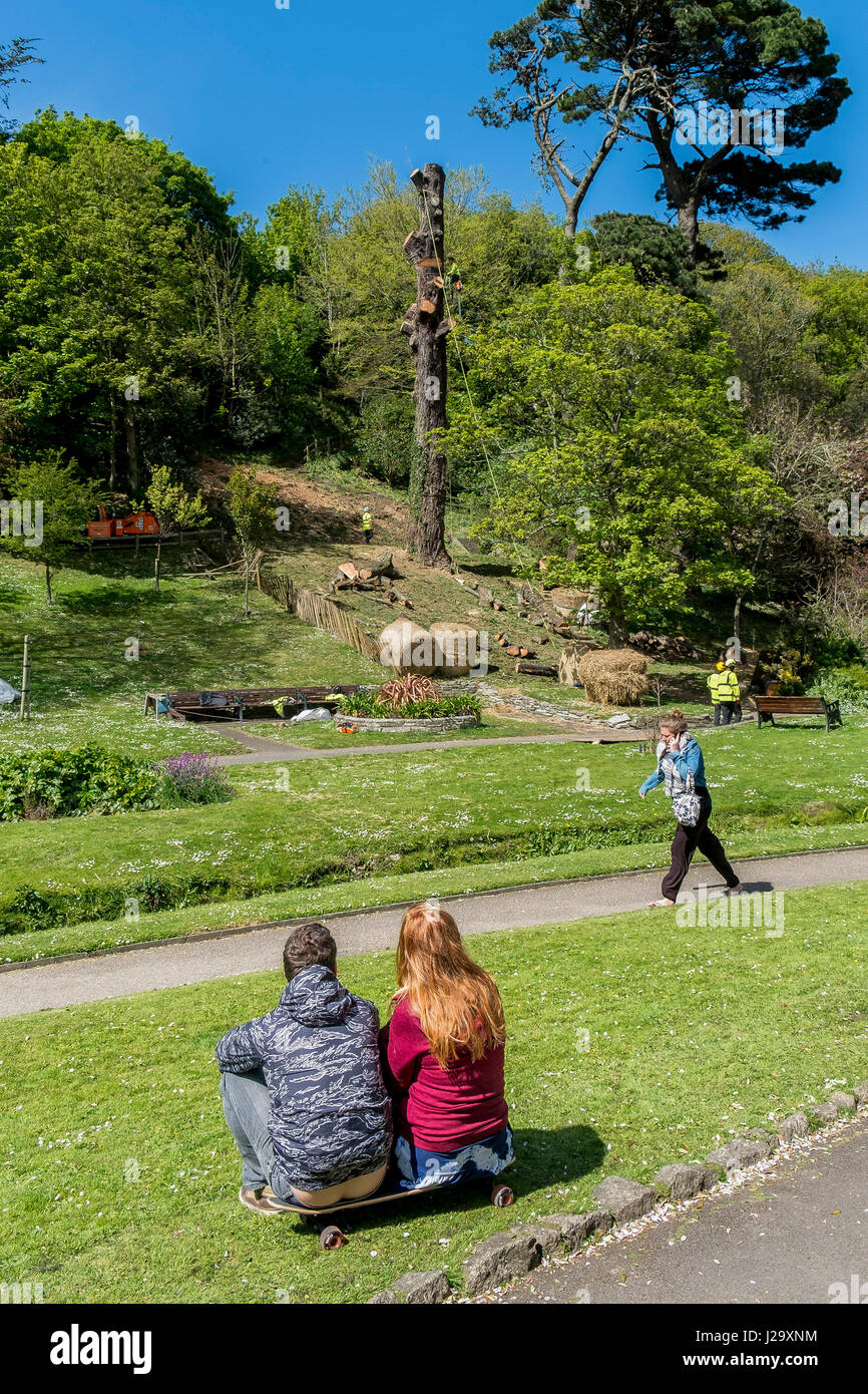 People Watching Spectators Tree surgeon Arboriculture Team Tree trunk ...
