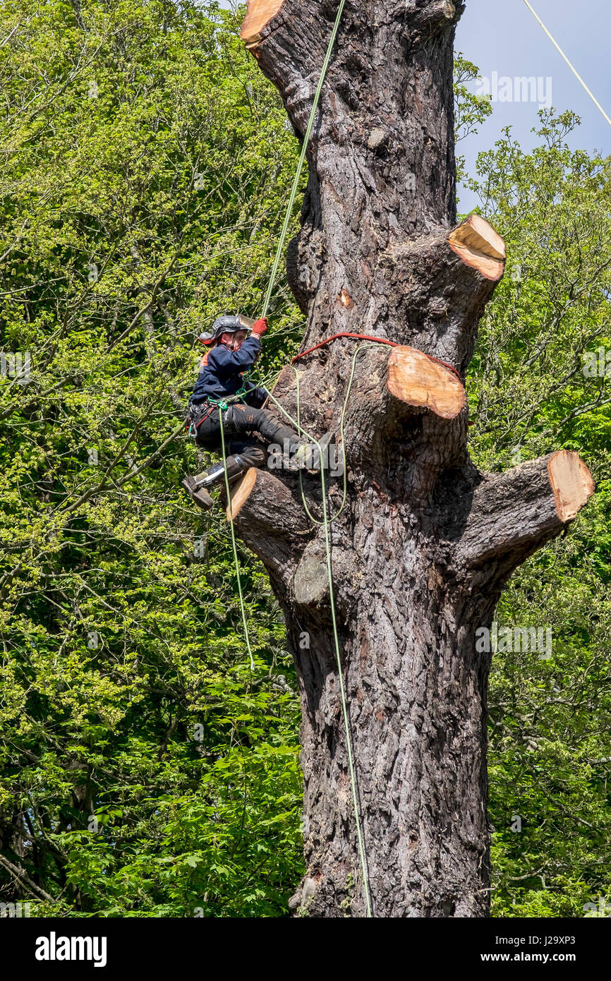 Tree Surgeon Arborist Arboriculture Expert Dangerous Occupation Cutting ...