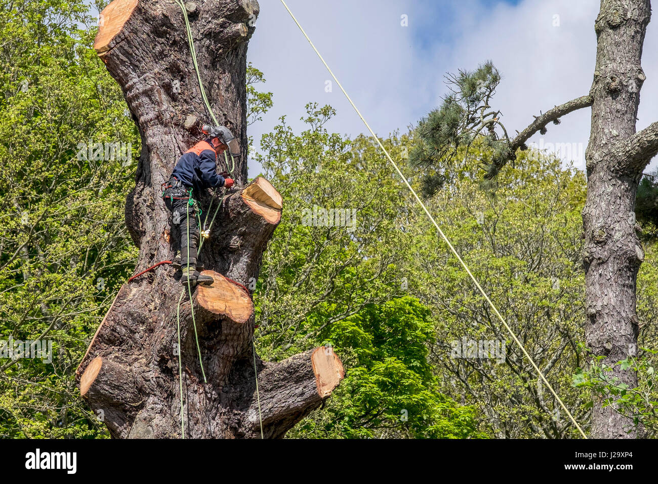 Tree Surgeon Arborist Arboriculture Expert Dangerous Occupation Cutting ...