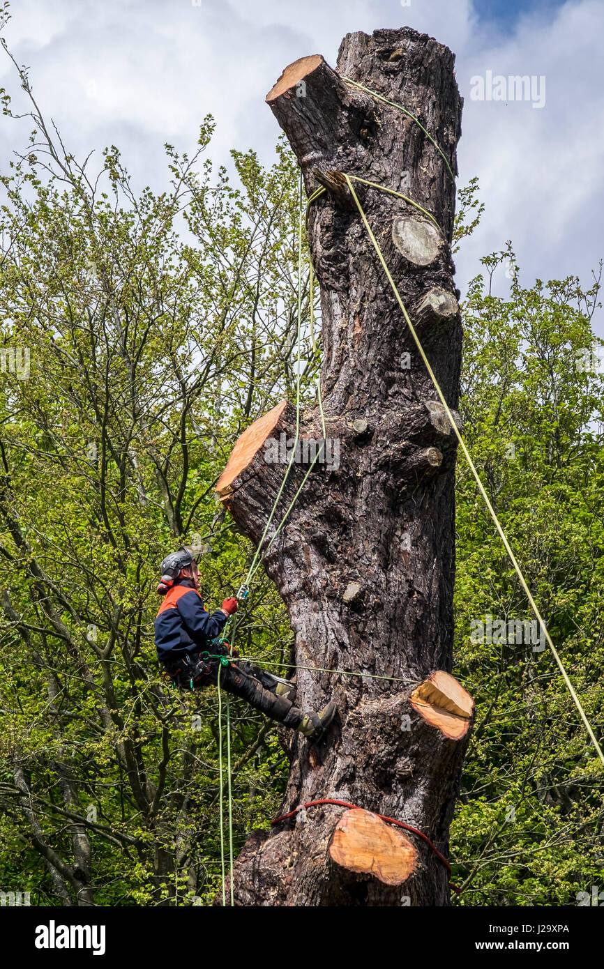 Tree Surgeon Arborist Arboriculture Expert Dangerous Occupation Cutting ...