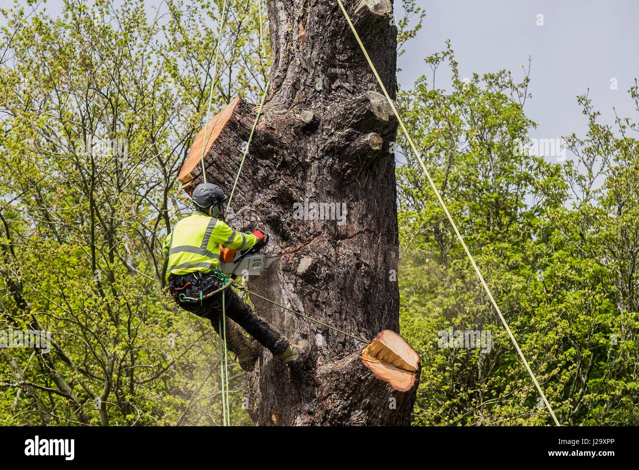 Tree Cutting High Resolution Stock Photography and Images - Alamy