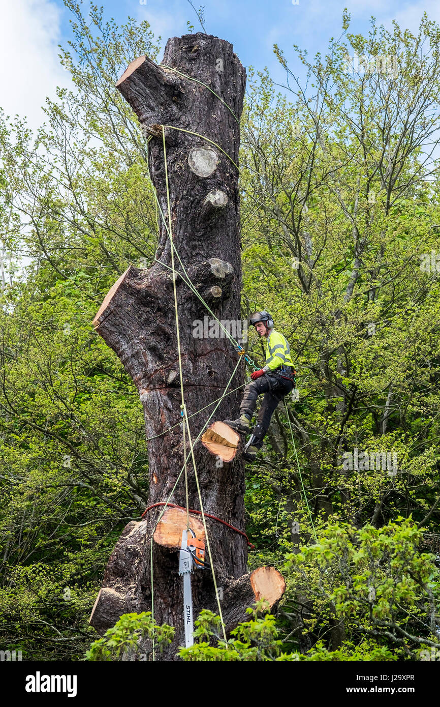 Tree Surgeon Arborist Arboriculture Expert Dangerous Occupation Cutting ...