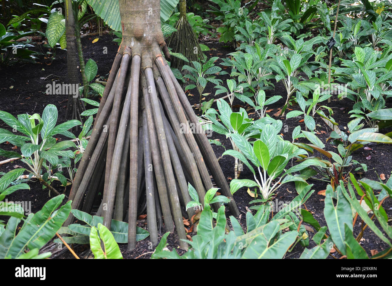 Seychelles stilt palm, Root of palm tree Stock Photo - Alamy