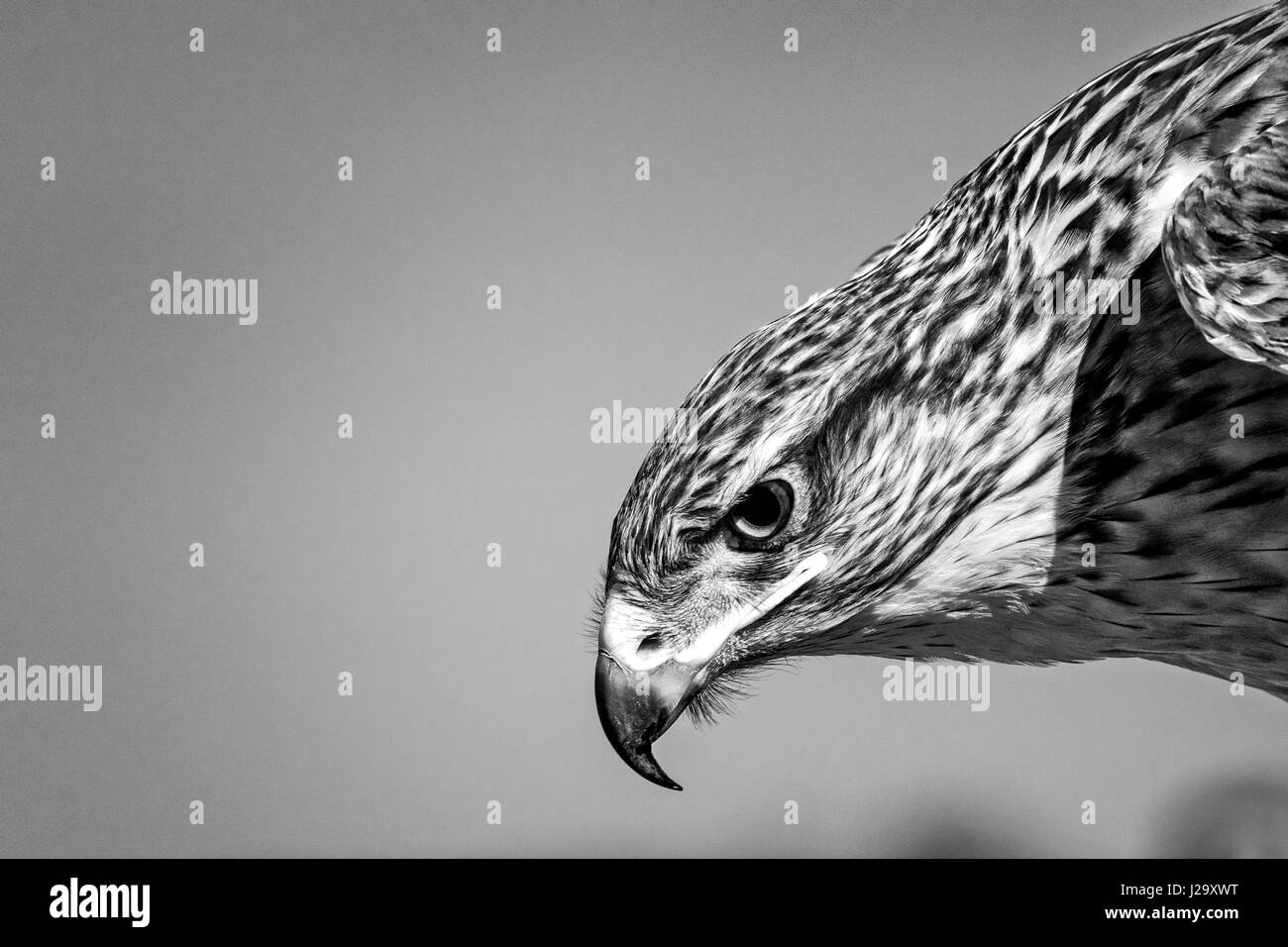 Portrait of a Ferruginous Hawk Black and White Stock Photo - Alamy