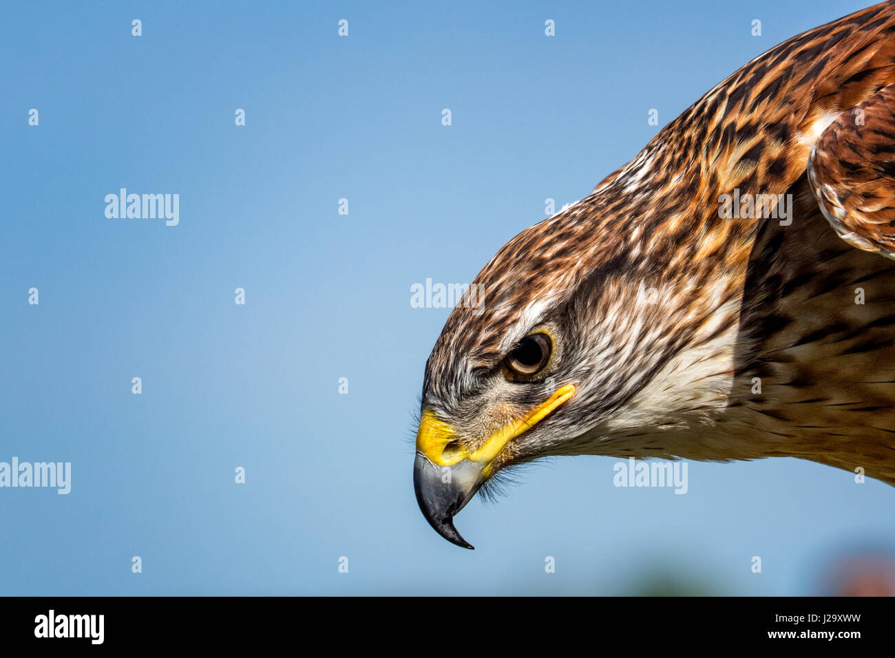 Portrait of a Ferruginous Hawk Stock Photo - Alamy