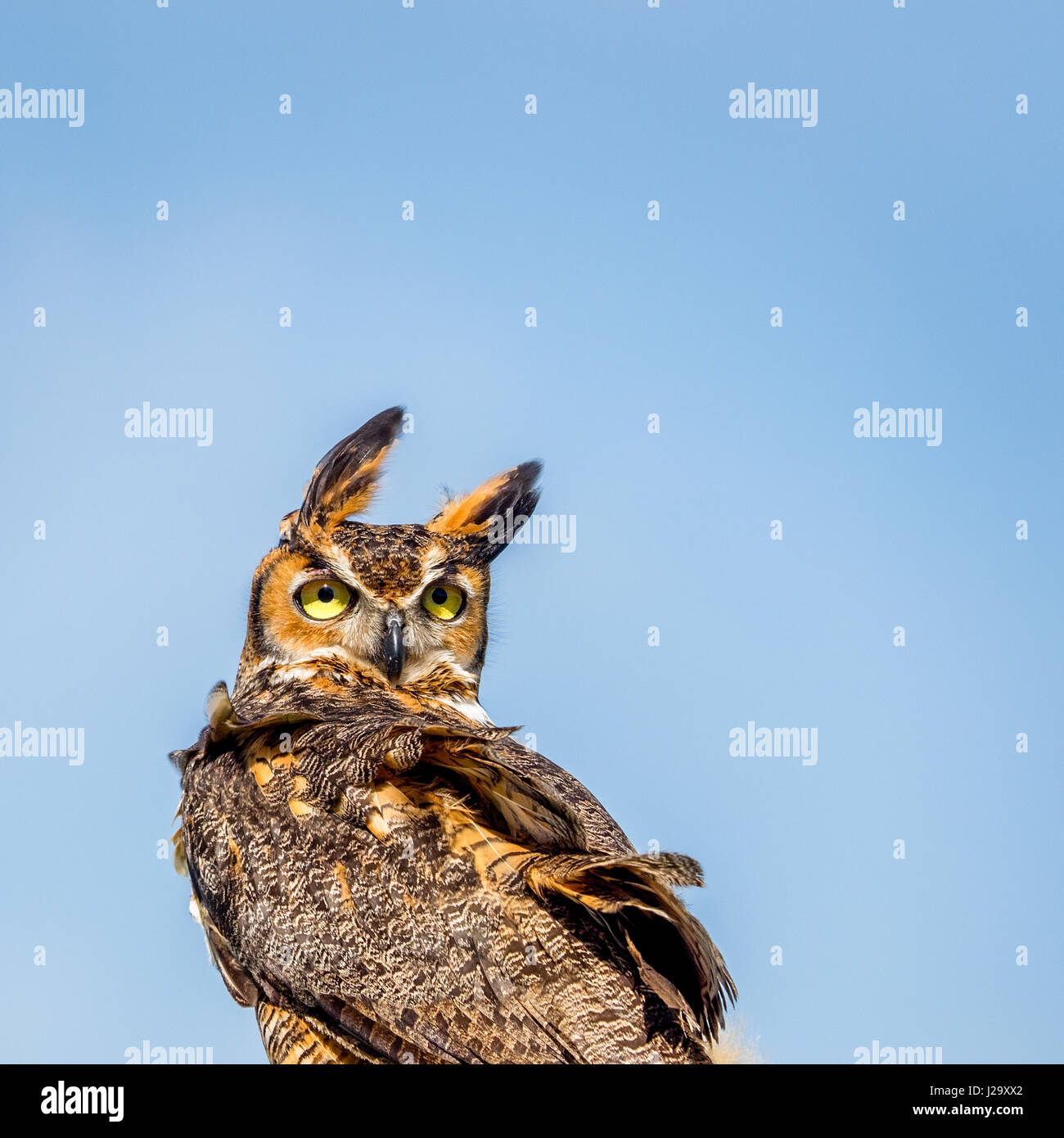 Great Horned Owl Looking Backwards in the Wind against a Blue Sky Stock ...