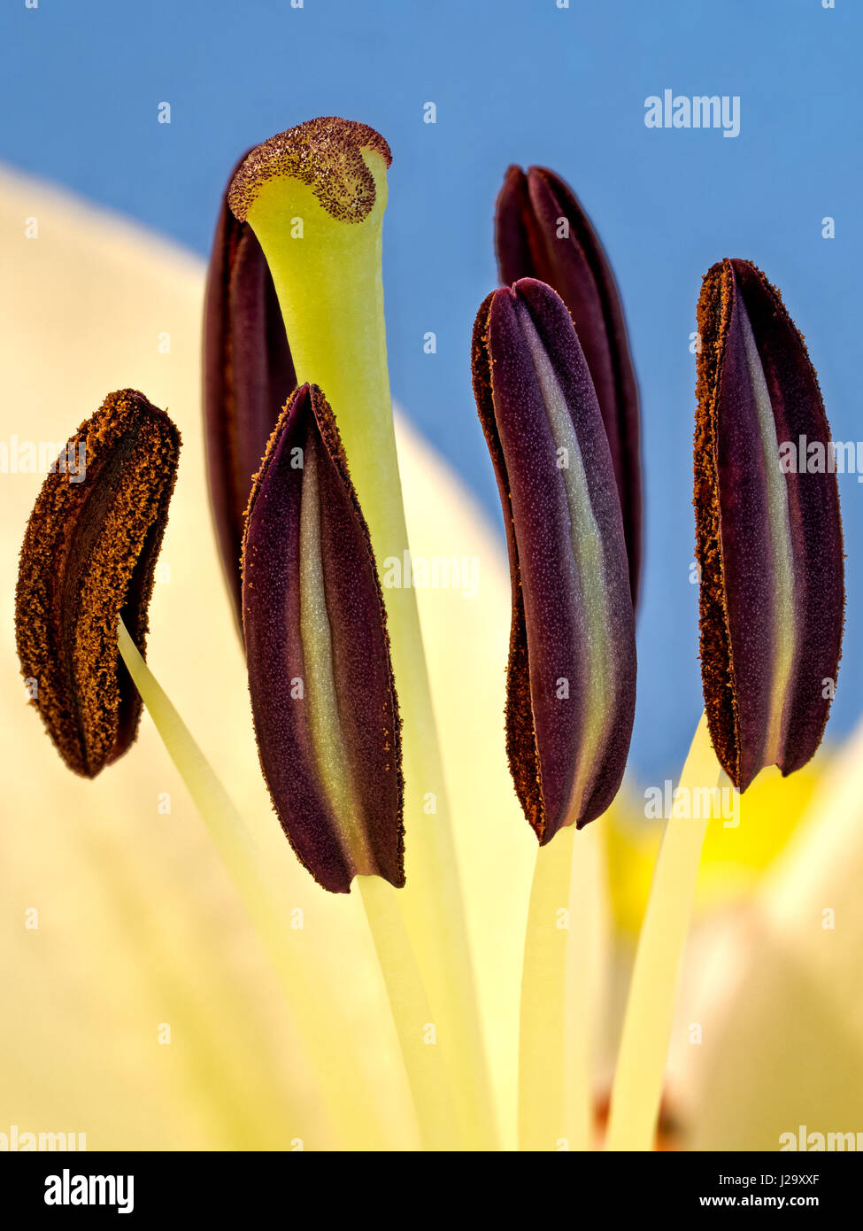 Lily stem hi-res stock photography and images - Alamy