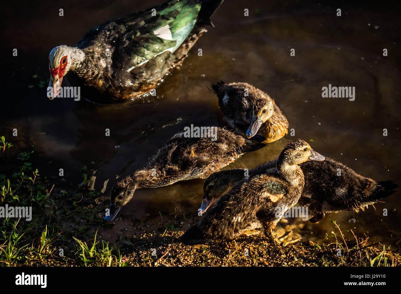 MAMA Duck with Four Babies Stock Photo - Alamy