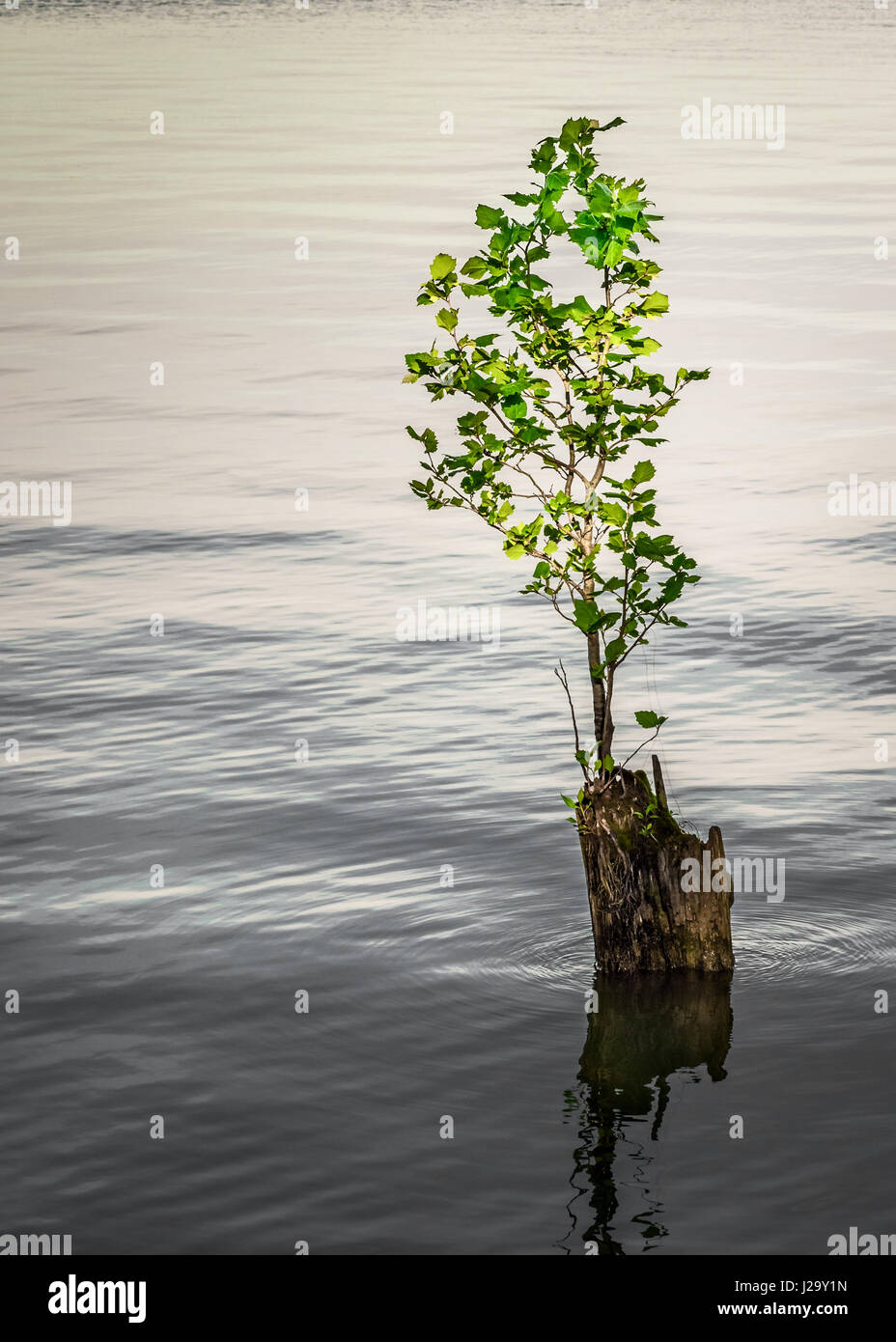 Dead Submerged Tree High Resolution Stock Photography and Images - Alamy