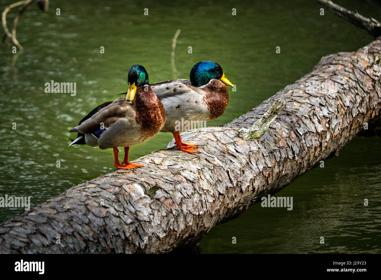 Two Mallard Ducks Standing on a Log Together Stock Photo - Alamy