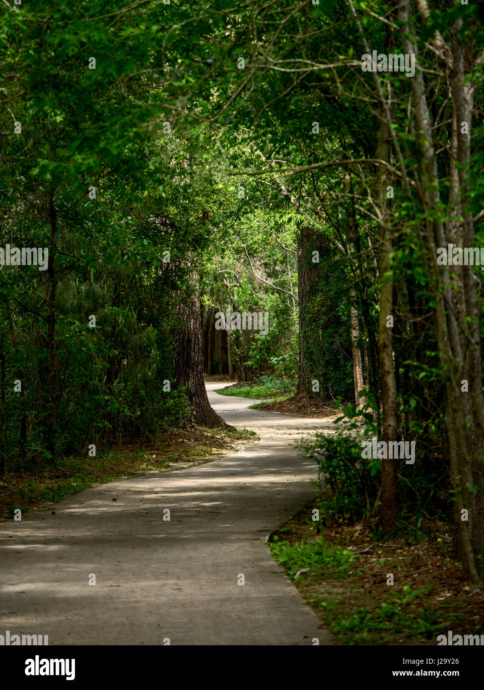 Winding Path through the Woods with the Sun Shining through the Trees ...