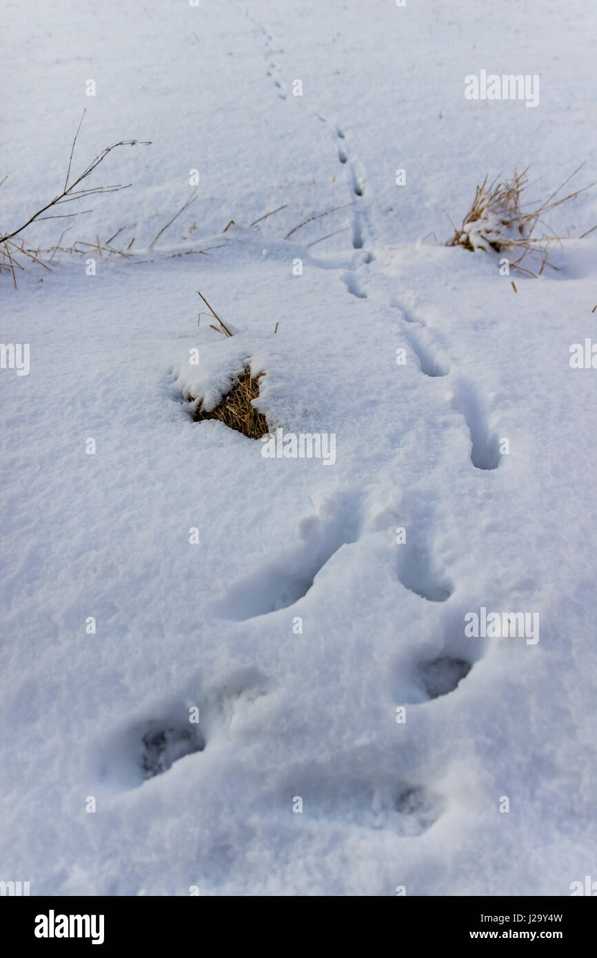 Animals footprints hi-res stock photography and images - Alamy
