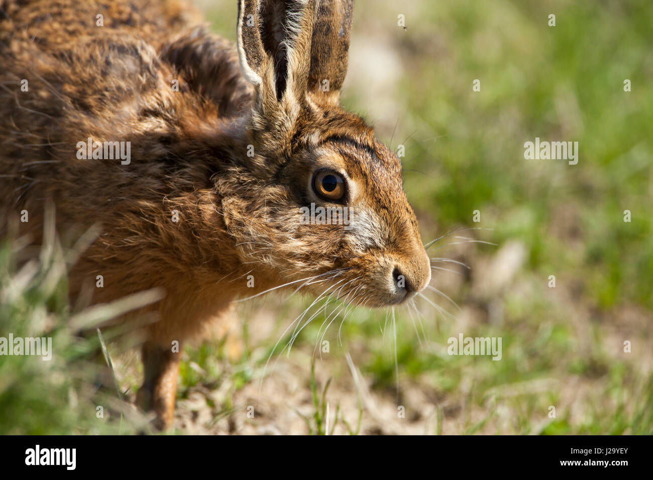 Adult head hi-res stock photography and images - Alamy