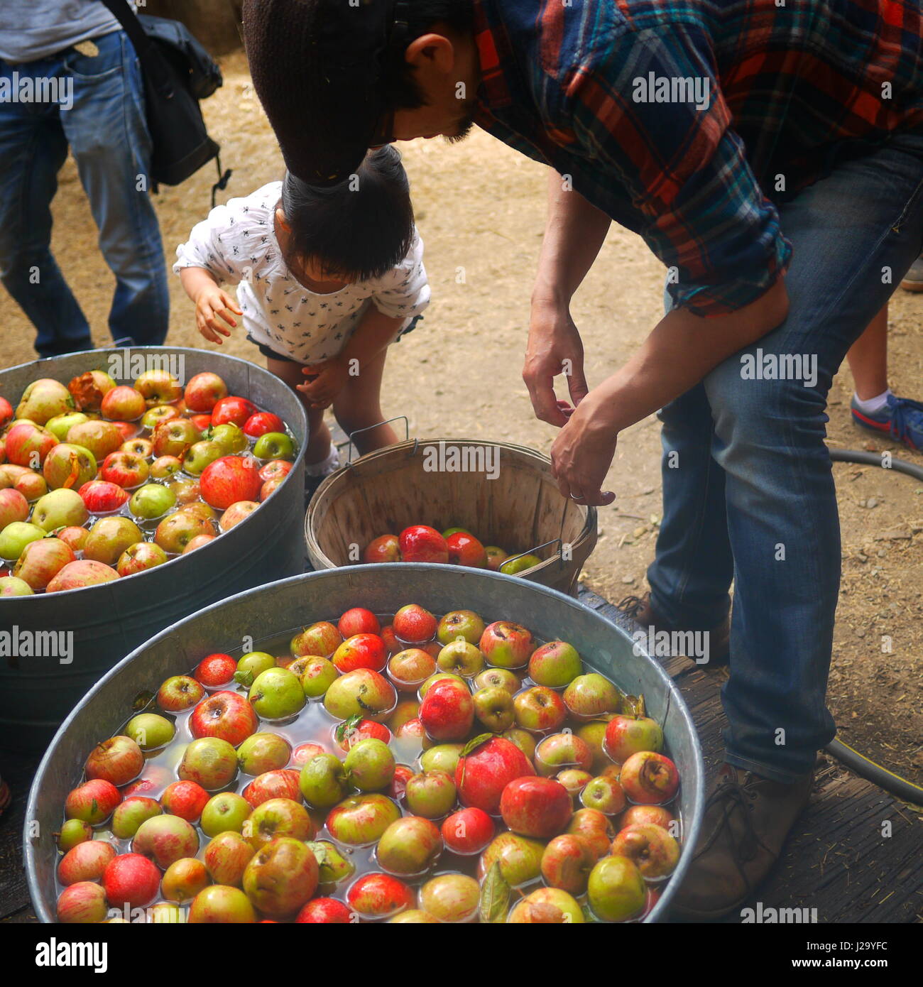 Asian girl picking apple hi-res stock photography and images - Alamy