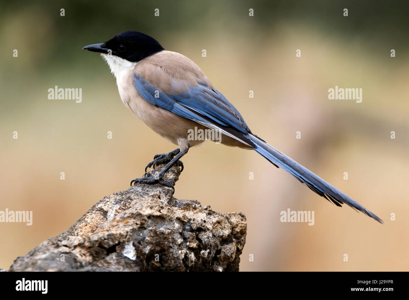 Azure winged magpie cyanopica cyanus hi-res stock photography and ...