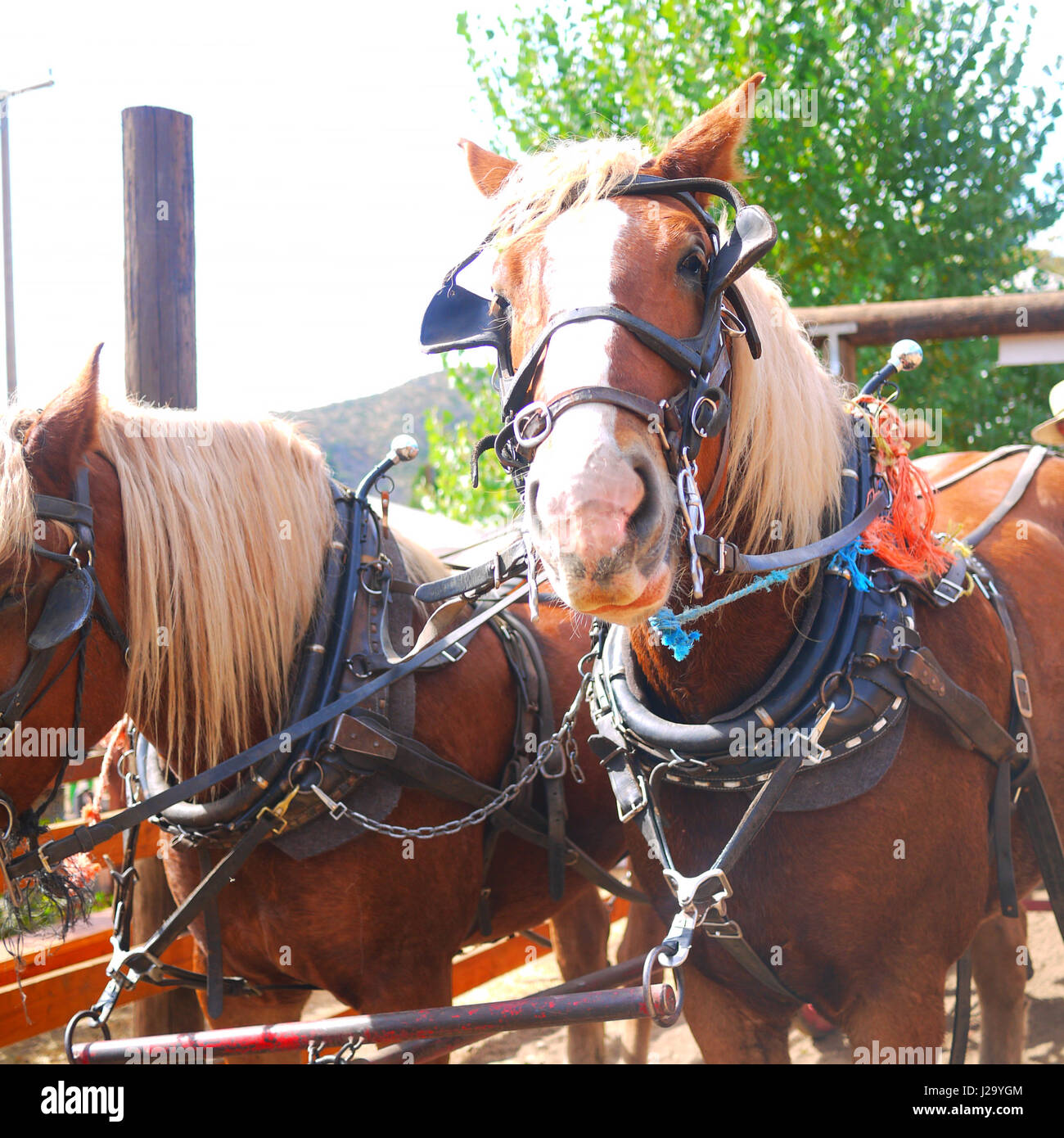 horse, mini pony, park, pony ride Stock Photo - Alamy