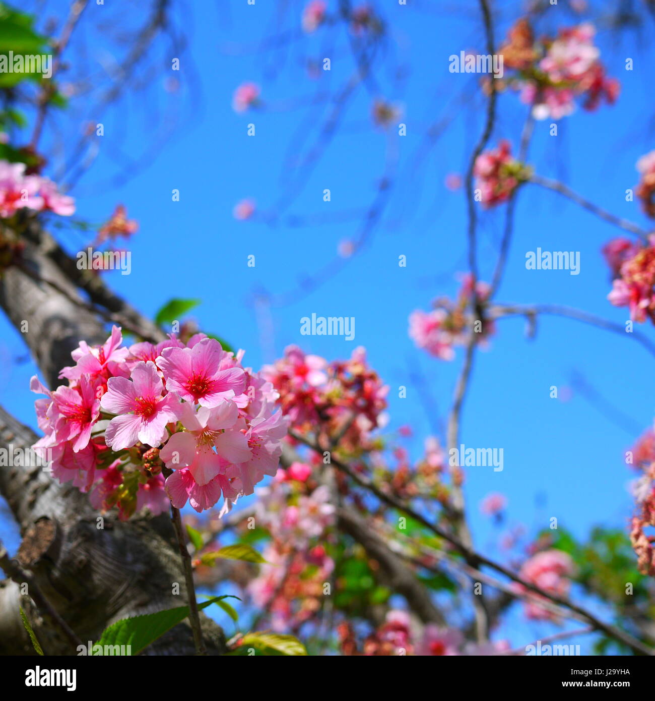Sakura blooming hi-res stock photography and images - Alamy