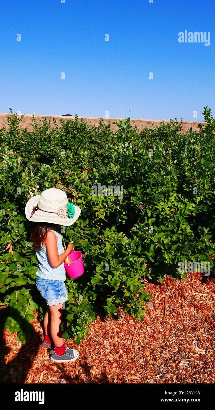 June berry tree hi-res stock photography and images - Alamy