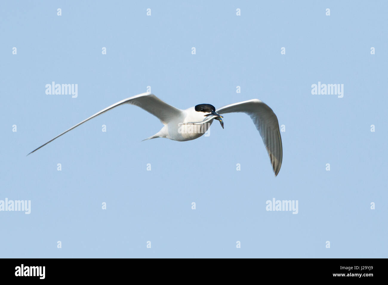 Sterna sandvicenis hi-res stock photography and images - Alamy