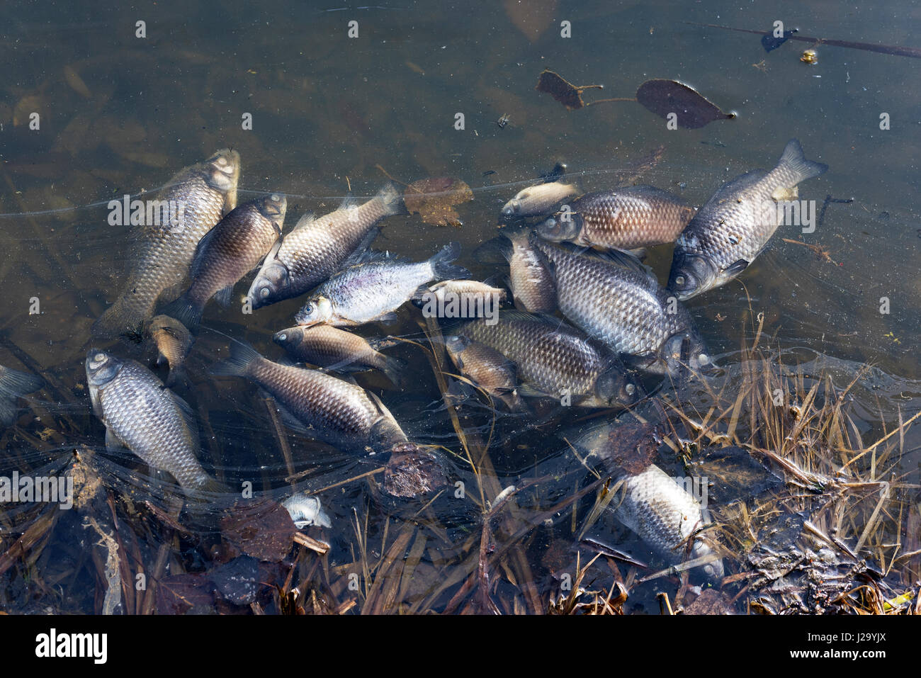 Dead fish floating hi-res stock photography and images - Alamy