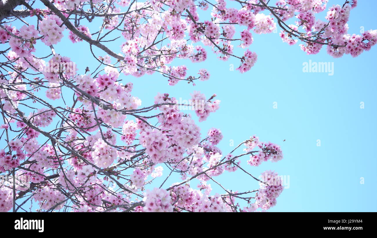 cherry blossoms SAKURA Stock Photo - Alamy
