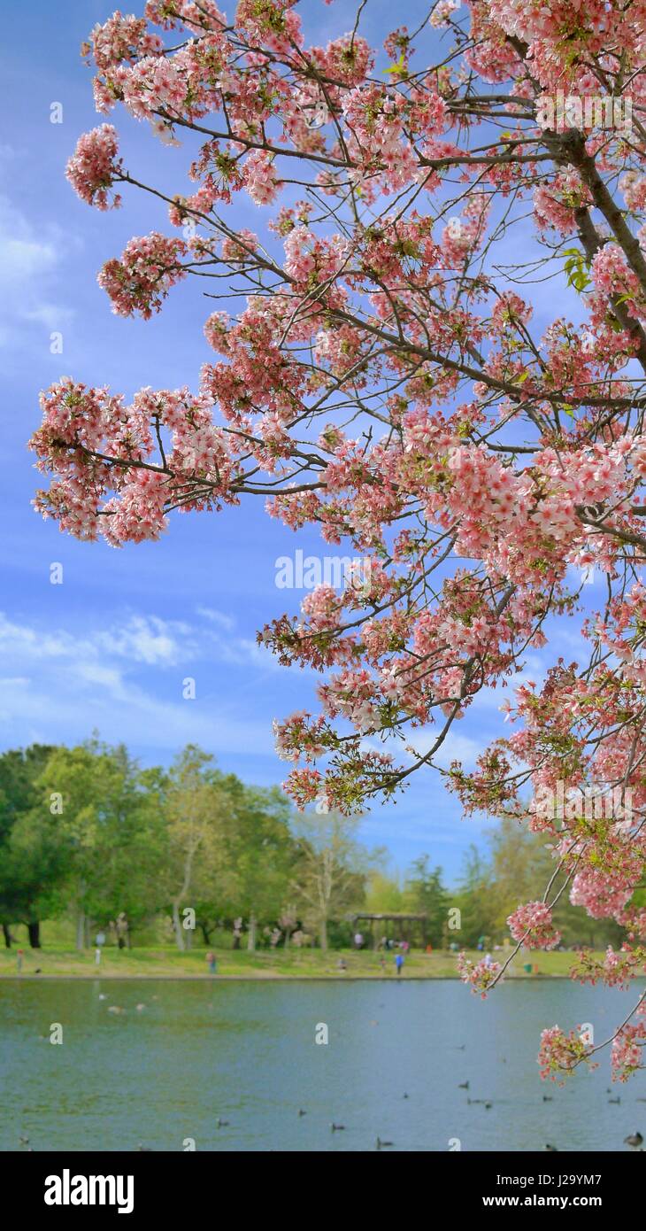 cherry blossoms SAKURA Stock Photo - Alamy