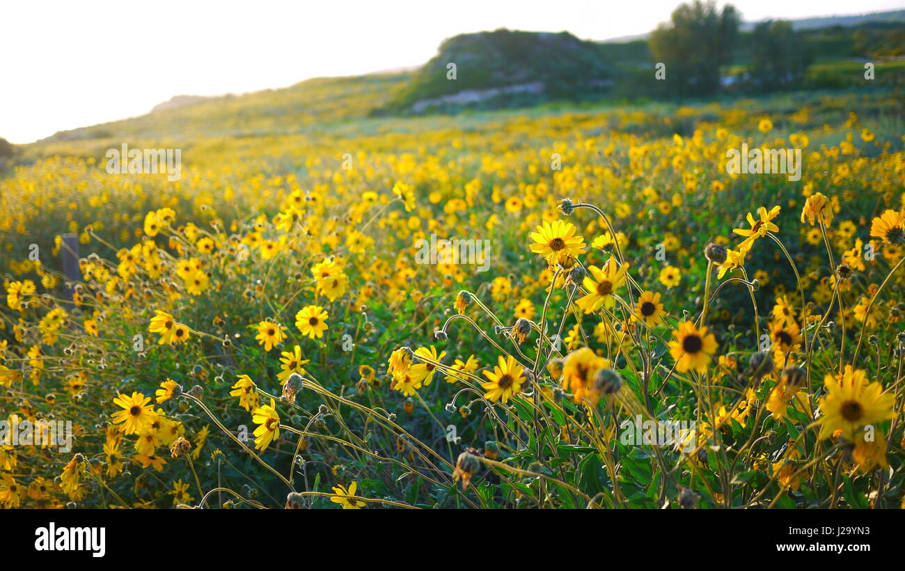 field of yellow flowers Stock Photo - Alamy
