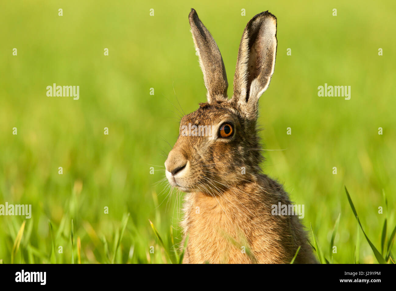 Brown Hare adult head and shoulders shot Powys, Wales, UK Stock Photo ...