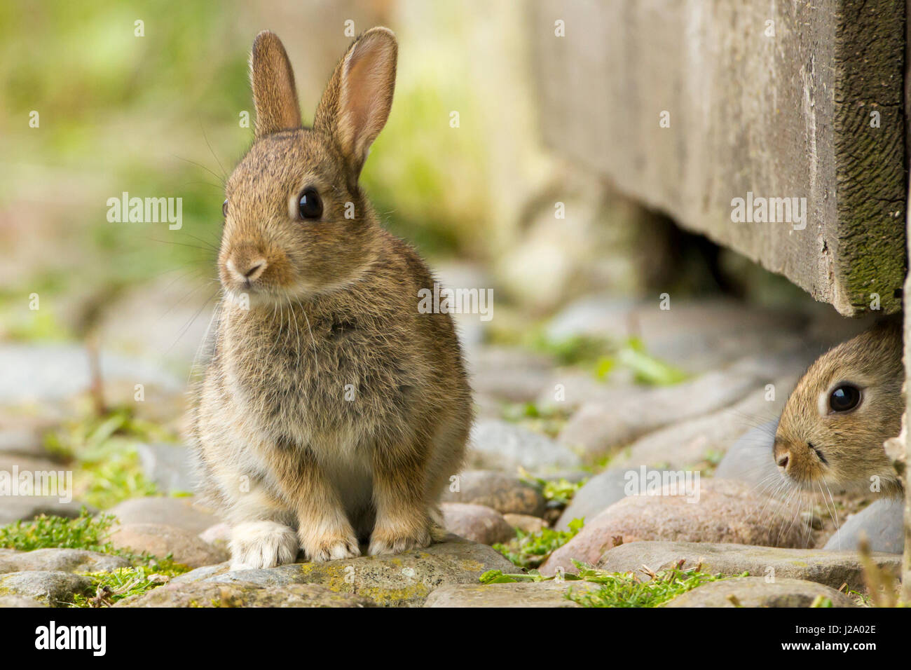 Light from under door hi-res stock photography and images - Alamy